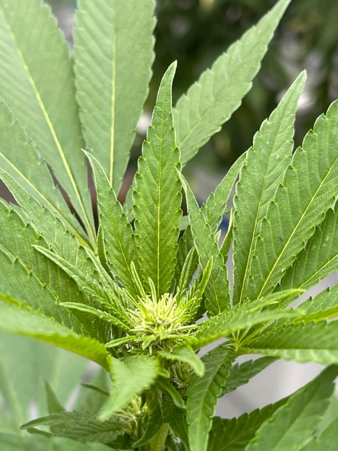 GUNKUL ดีเดย์ตัดดอกกัญชงช่อปฐมฤกษ์ห้วยบงล็อตแรก พ.ค.รับรู้ฯทันทีใน Q2/65 : อินโฟเควสท์