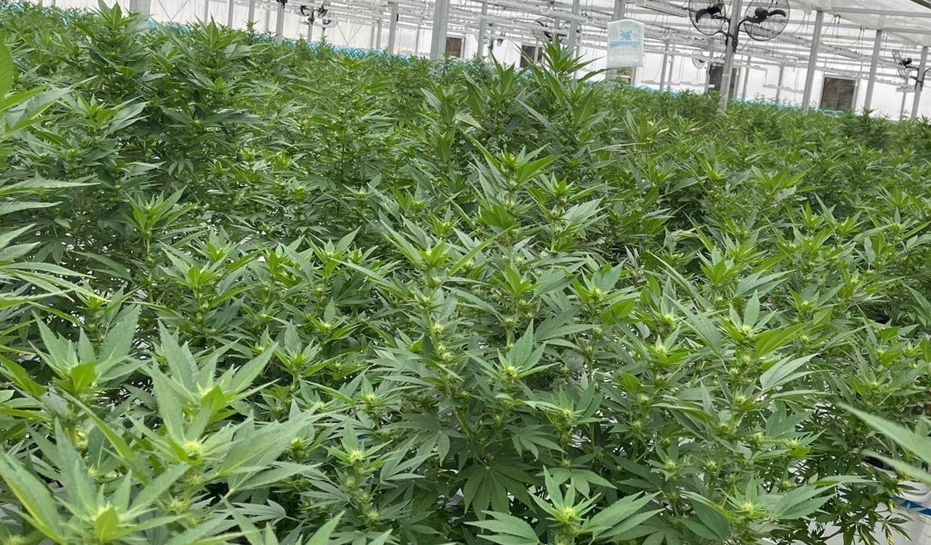 GUNKUL ดีเดย์ตัดดอกกัญชงช่อปฐมฤกษ์ห้วยบงล็อตแรก พ.ค.รับรู้ฯทันทีใน Q2/65 : อินโฟเควสท์